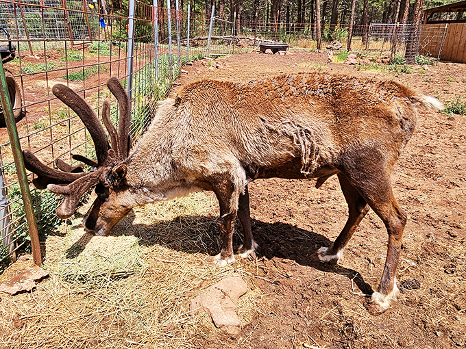 Dinner time at Deer Central! These spotted diners are giving 'fast food' a whole new meaning.