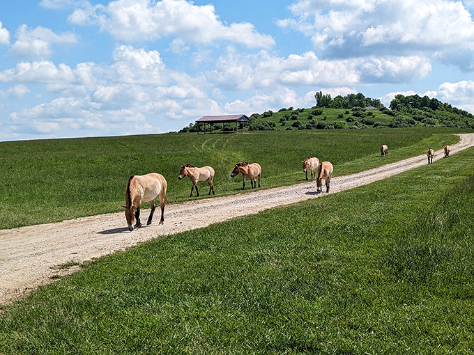 "These Przewalski's horses roaming free are giving 'horsepower' a whole new meaning. No car commercials were filmed in the making of this view."