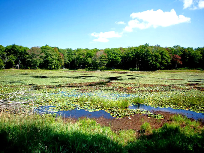 Nature's own watercolor palette: a serene marsh that's more captivating than any Netflix series.