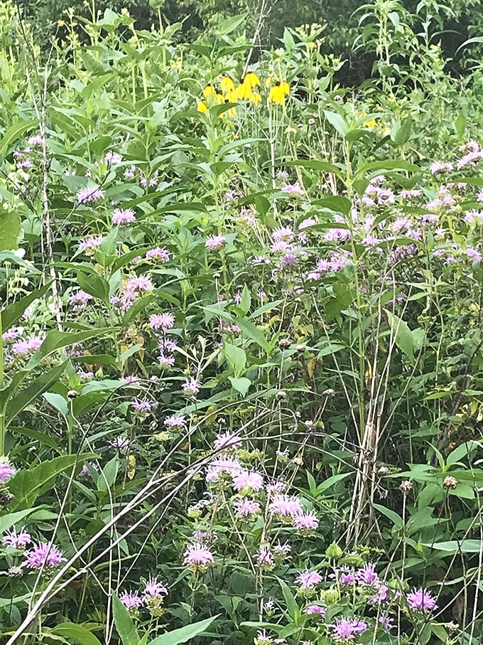 Nature's confetti! These wildflowers are putting on a show that would make Broadway jealous. No ticket required, just bring your sense of wonder.