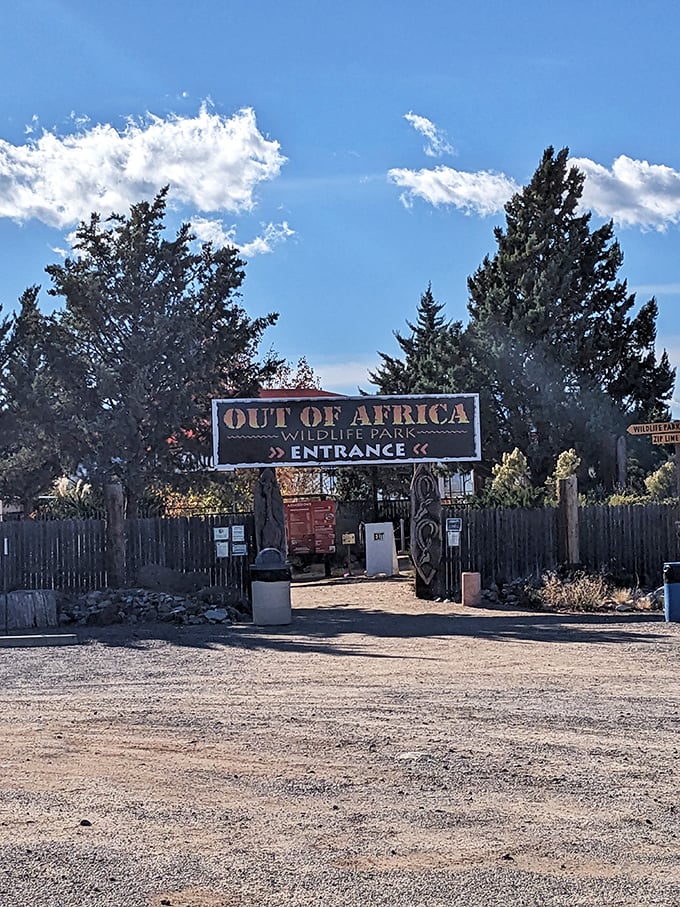Lions and tigers and... splash? Oh my! The Tiger Splash show at Out of Africa brings big cat antics to a whole new level.