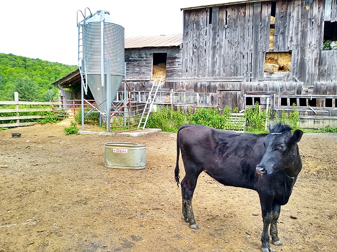 Farmhouse chic meets maple mystique. Sugarbush Farm's inviting facade promises sweet secrets within its weathered walls.