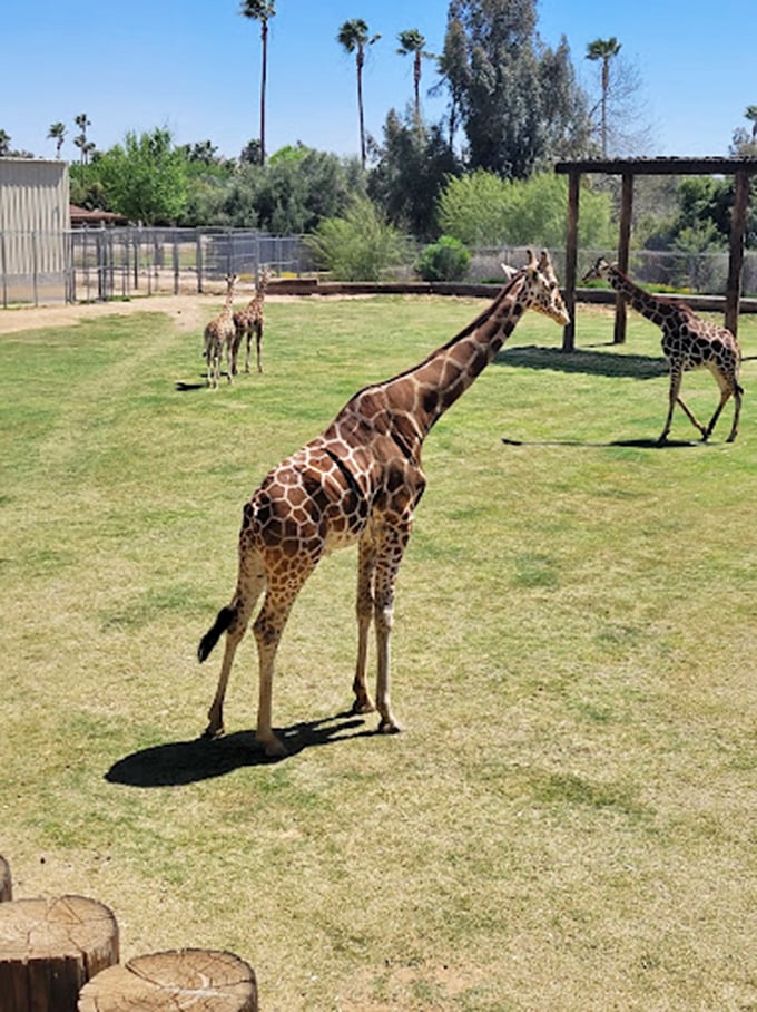 Giraffes, penguins, and sharks, oh my! It's like Noah's Ark crashed into SeaWorld and decided to stay.