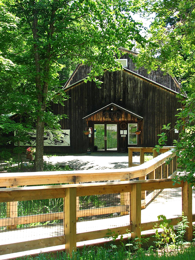 Nature meets artistry at the Birds of Vermont Museum. These wooden wonders are so realistic, you'll swear they're about to take flight!
