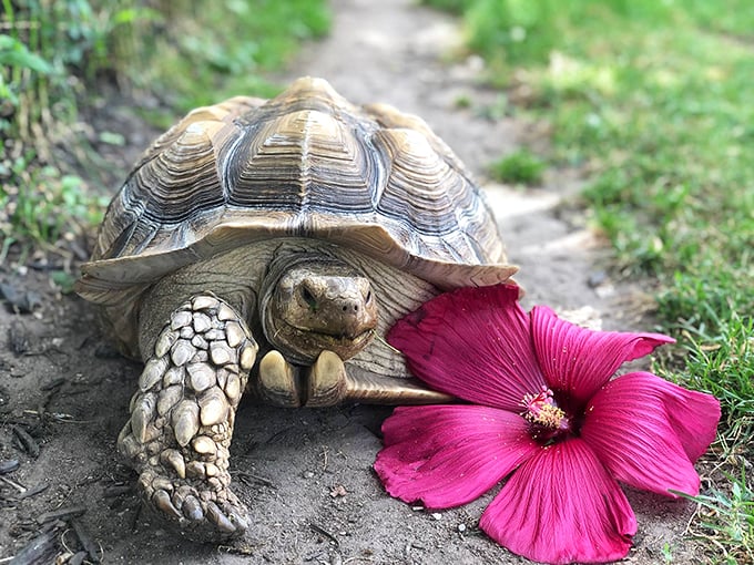 Slow and steady wins the race trip! This tortoise knows the journey is just as important as the destination.