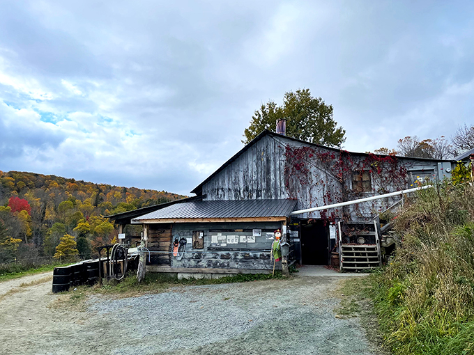 Picture-perfect pastoral scene alert! Sugarbush Farm serves up syrupy delights with a generous helping of scenic beauty.
