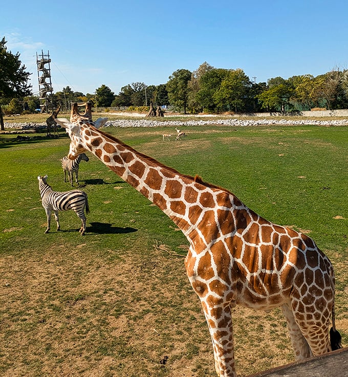 "Savanna selfie! Toledo Zoo's giraffe and zebra duo look ready for their Instagram debut. #SquadGoals, anyone?"