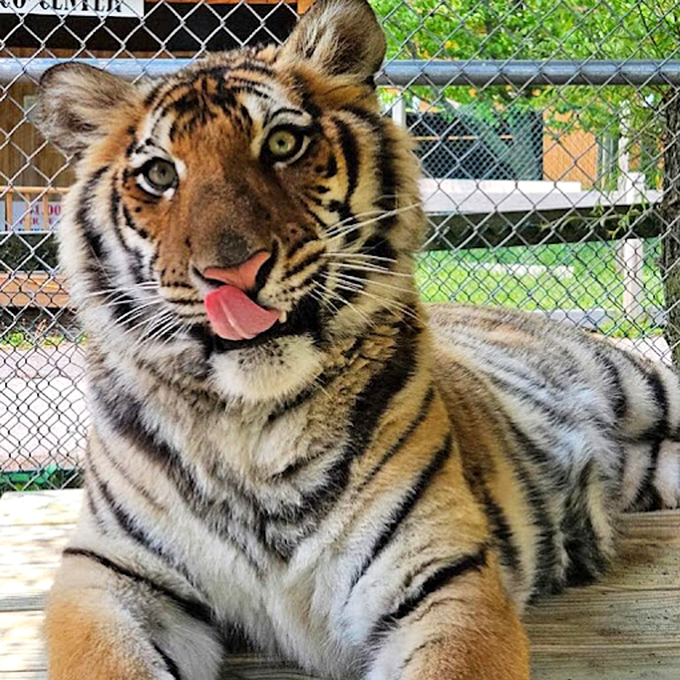 Eye of the tiger! This majestic beast at York's Wild Kingdom is more photogenic than most Instagram influencers.