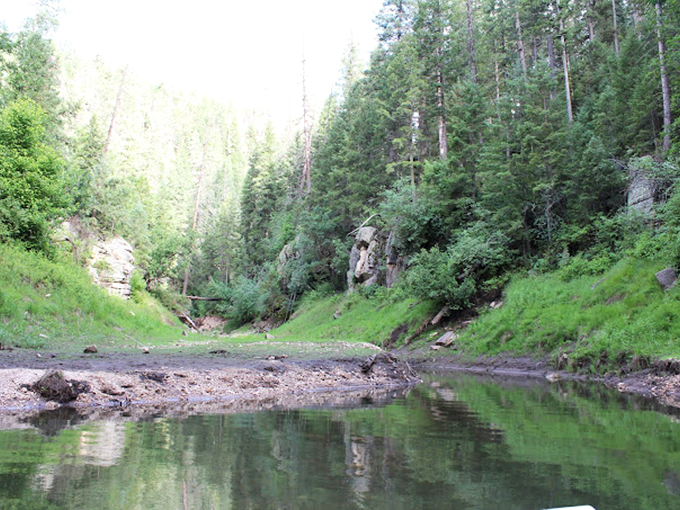 Pines reaching for the sky, creating nature's own cathedral. Talk about a spiritual experience!