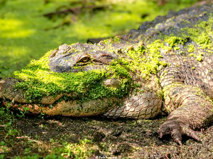 Talk about a close-up! This gator's sporting a grin that'd make even the Cheshire Cat jealous. Say cheese, but keep your fingers to yourself!