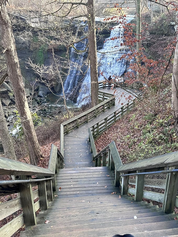 Welcome to nature's catwalk! This boardwalk offers front-row seats to the Brandywine Falls fashion show, where every season brings a new look.