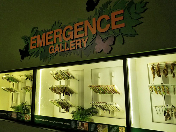 Nature's most stylish coat rack! These chrysalises are like tiny sleeping bags for soon-to-be butterfly supermodels.