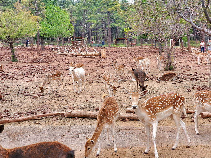 It's a deer-eat-deer world out there, but at this farm, it's all about the love... and the snacks.