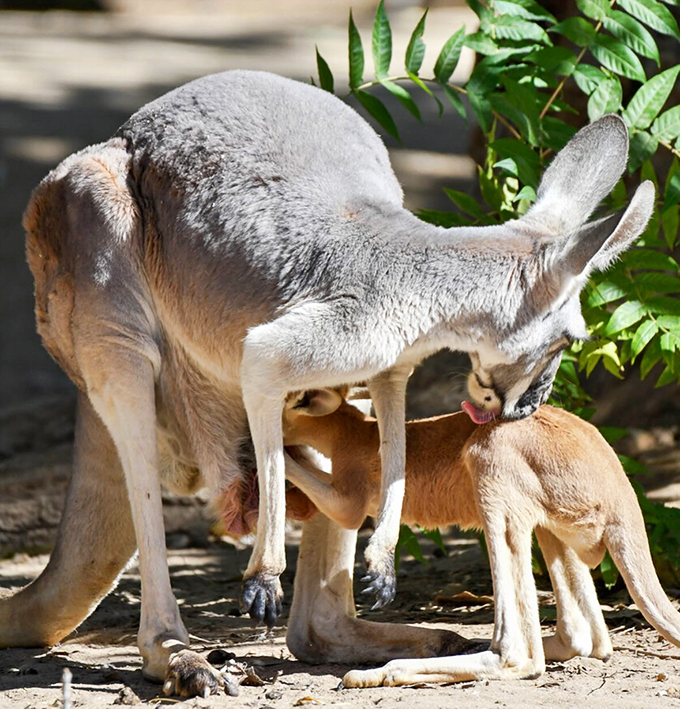 Hop to it! This kangaroo family is giving new meaning to the phrase "desert bounders."