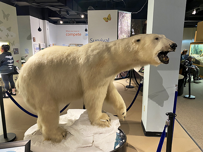 "Ice to meet you!" says this frosty friend. A chilling reminder that nature's wonders come in all shapes and sizes.