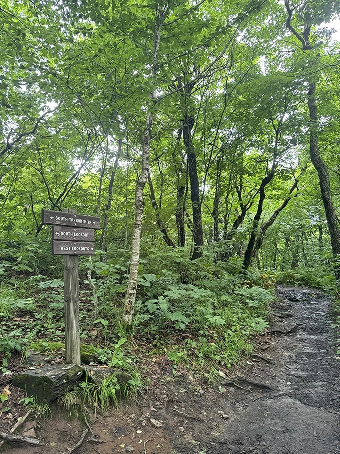 Choose your own adventure: Left for more trees, right for&hellip; well, more trees. But trust me, the journey's the real treat.