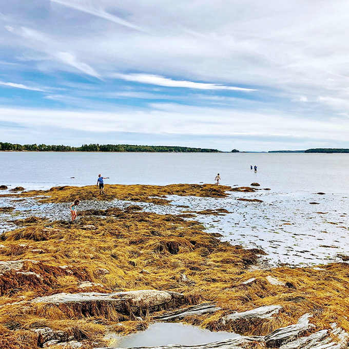Low tide treasure hunters: Where every rock might hide a story and every step is an adventure.