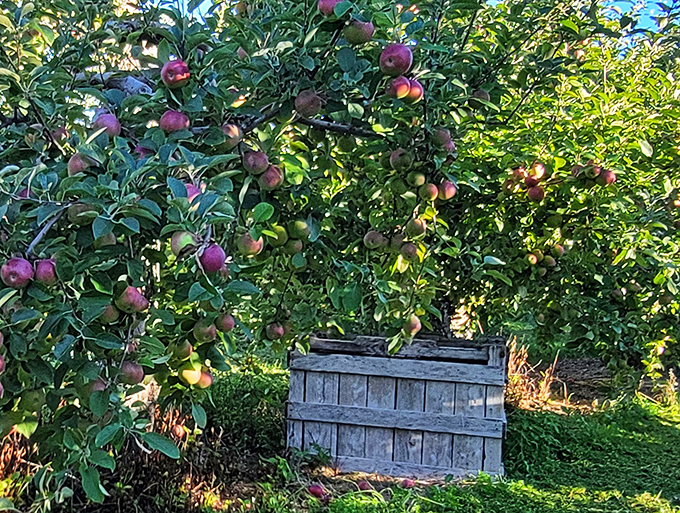 An apple-lover's dream come true: trees heavy with fruit, just begging to star in your next pie or crumble.