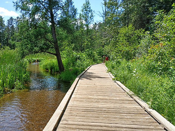 Who needs a red carpet when you've got this? A wooden walkway meanders through lush greenery, nature's version of a Hollywood premiere.