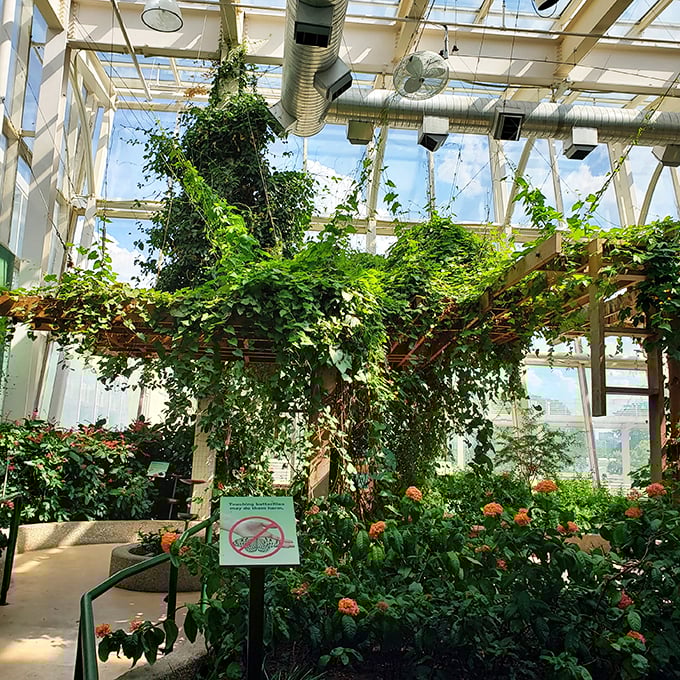 Butterfly paradise or secret jungle hideout? This lush greenhouse is a haven for fluttering friends and plant enthusiasts alike. It's like stepping into a living, breathing postcard.