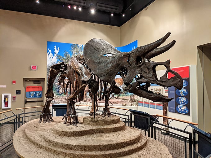 "Homer the Triceratops says hello!" This gentle giant's skeleton stands tall, reminding us that even the mightiest creatures can become the ultimate conversation piece.