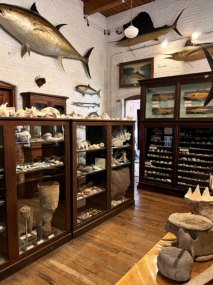 Nature's curio cabinet on steroids. From antlers to artifacts, it's like Mother Nature and Indiana Jones had a garage sale!