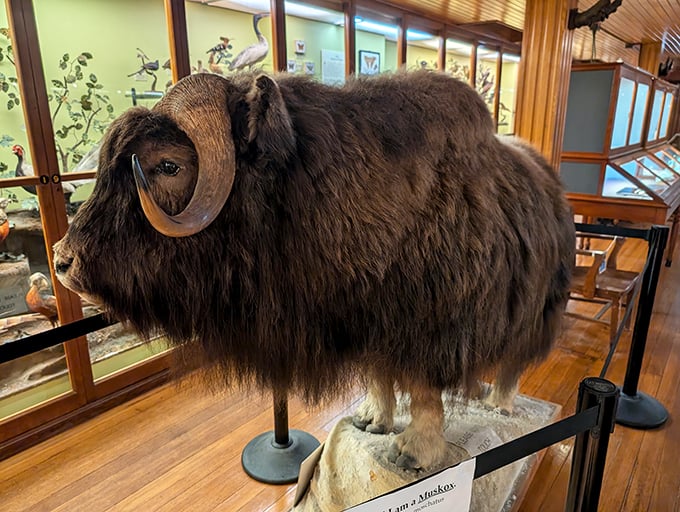 Meet the musk ox: nature's own shag carpet on legs. This woolly wonder looks like it's auditioning for a '70s rock band.