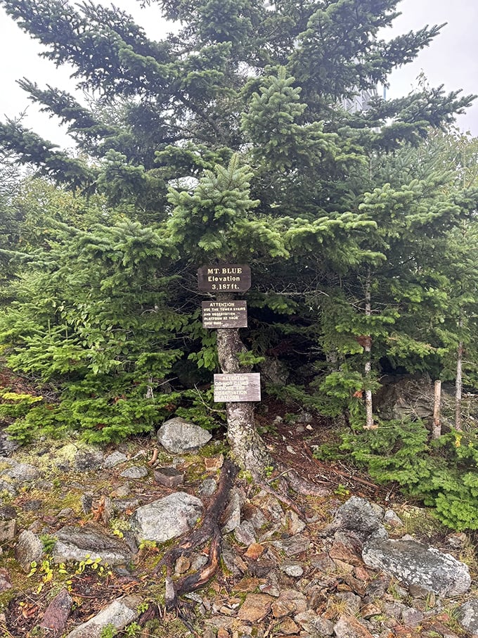 Mt. Blue's summit: Where 3,187 feet of elevation meets infinite inspiration. Oxygen might be thinner, but the views are thicker!