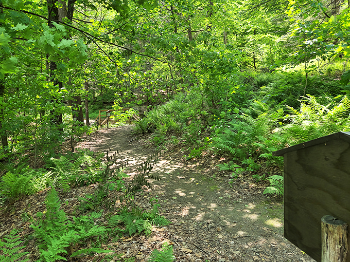 Nature's red carpet awaits! This trail invites you to strut your stuff through a forest so lush, it puts the Emerald City to shame.
