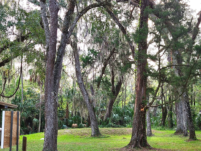 Nature's canopy creates a cathedral of green. These majestic oaks have witnessed more drama than a season of "Downton Abbey."