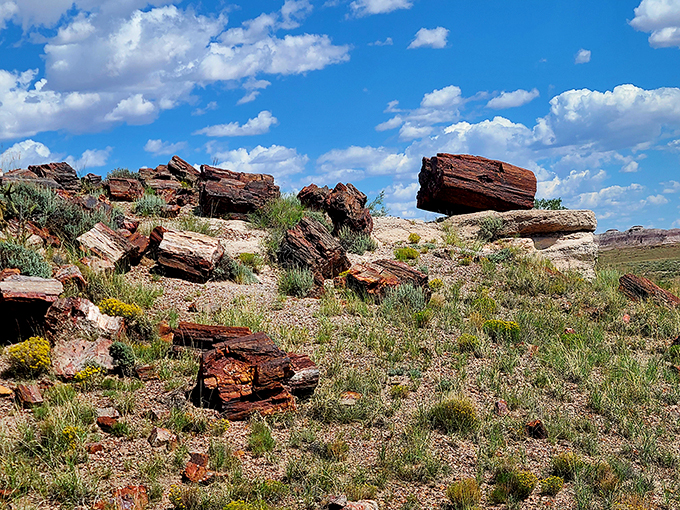 Mother Nature's rock collection on steroids. These petrified beauties are proof that patience really does turn things to gold... or quartz, in this case.