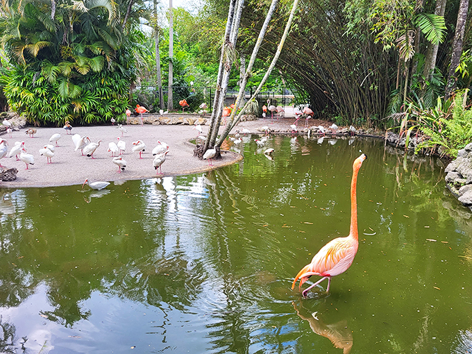 Flamingo fiesta! These pink party animals know how to make an entrance.