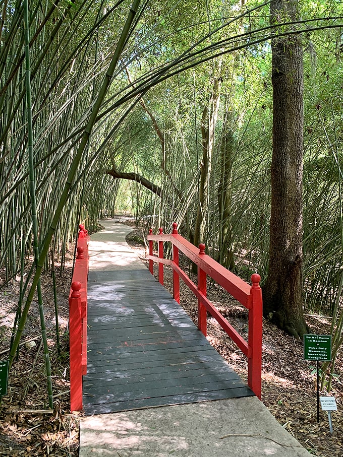 Kanapaha Botanical Gardens: "Honey, I shrunk the visitors! This bamboo forest makes everyone feel like they're starring in 'A Bug's Life'."