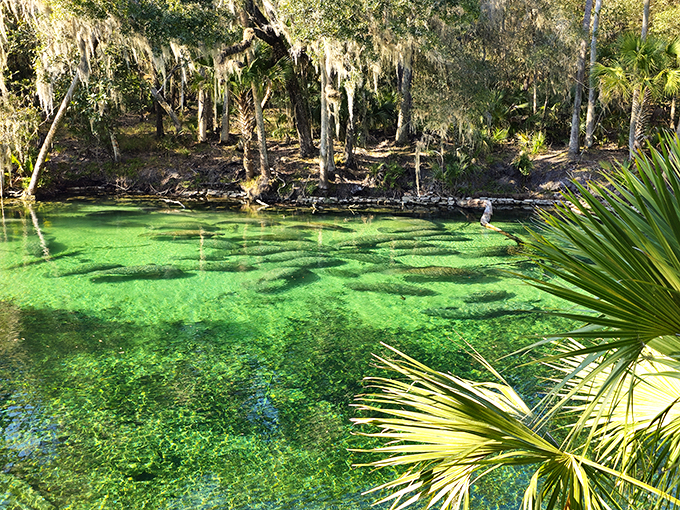 Park your worries at the gate and float into a world where manatees rule and the water's always blue.