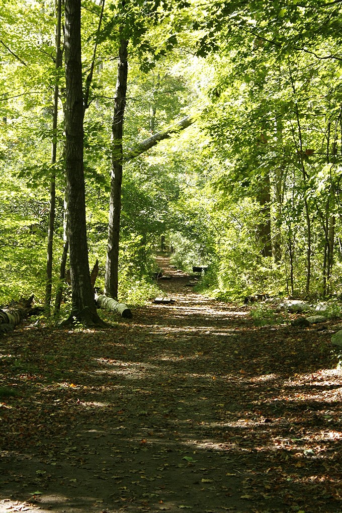 Porcupines and black bears call this home. Remember, wildlife watching isn't a petting zoo situation!