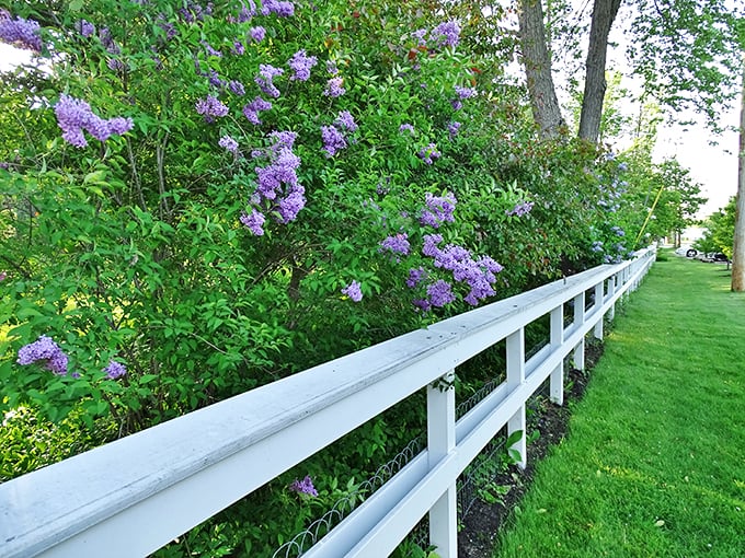 Lilac luxury meets hosta heaven! It's a plant party, and everyone's invited.
