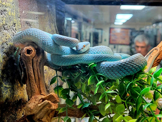 Slither into snake central. It's like a reptile red carpet, minus the paparazzi and plus a lot of scales.