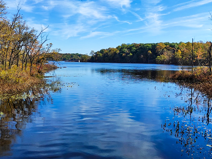 Pinckney's forest bathing experience! Immerse yourself in a sea of green as sunlight filters through the canopy of this lush woodland.