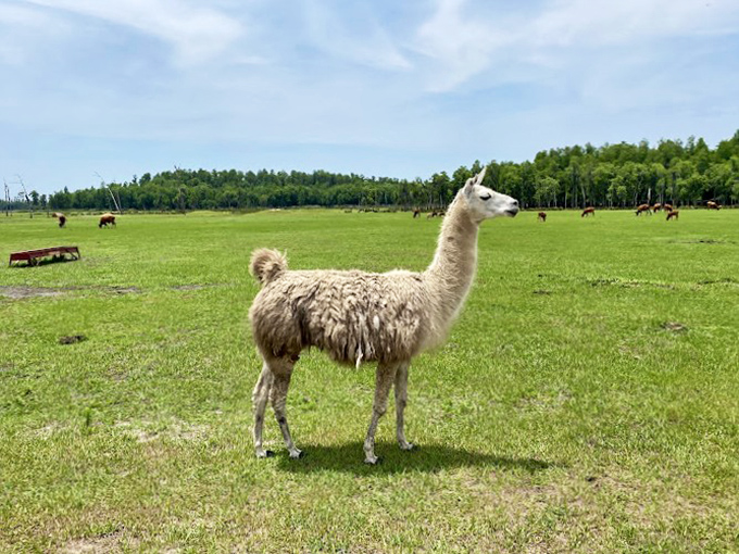"Paint me like one of your French llamas." This woolly wonder strikes a pose that would make any Instagram influencer jealous.