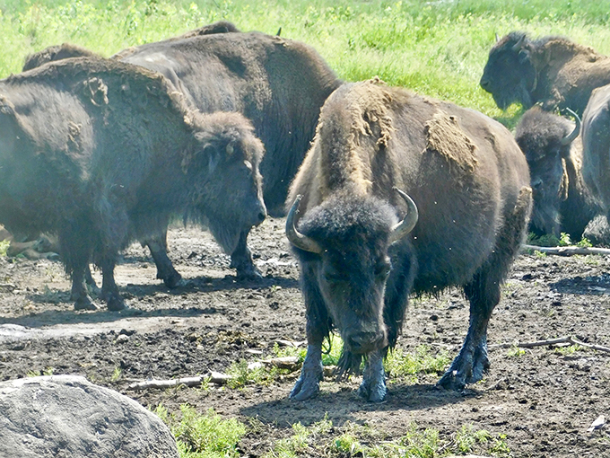 Up close and personal with nature's lawnmowers. These woolly giants are the real VIPs of Minneopa.