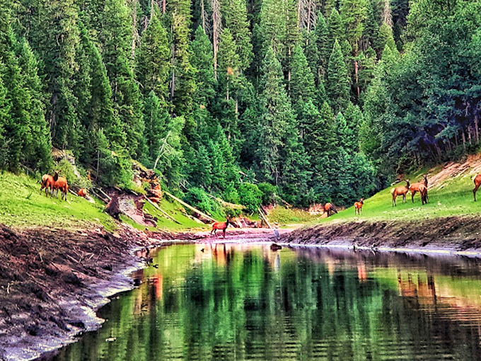 Elk crossing! These majestic creatures are the real VIPs of C.C. Cragin. No autographs, please.