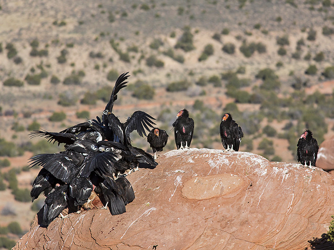 The original angry birds convention? These vultures look like they're plotting world domination from their rocky perch. Let's hope they're just sightseeing like the rest of us.