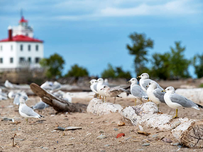 "Seagulls on sentry duty! These feathered friends are giving new meaning to the phrase 'bird's eye view' of our lovely lighthouse."