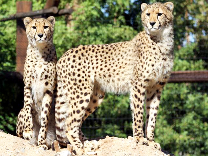 Spotted: Nature's speedsters taking a breather. These cheetahs are the Usain Bolts of the animal kingdom.