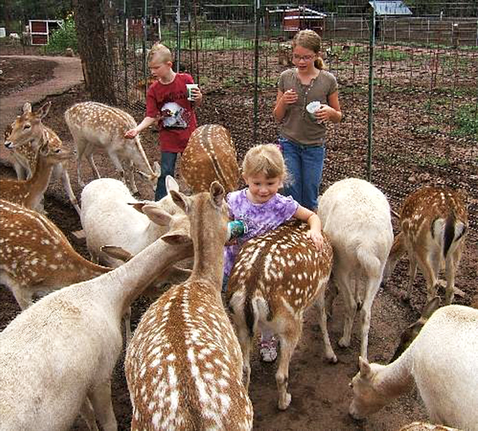 Who's feeding who? These curious deer are turning the tables on traditional petting zoo roles.