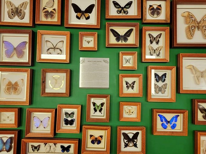 A butterfly's family album! This collection showcases nature's artistry in creating these delicate, winged wonders.