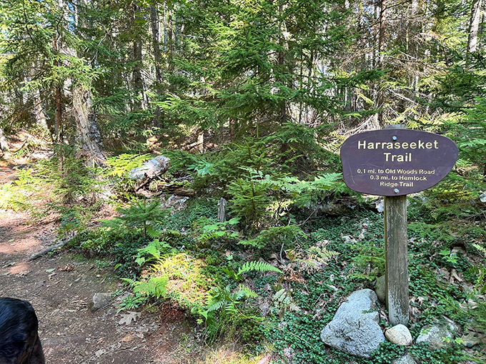 The Harraseeket Trail: Where the journey is as rewarding as the destination, and the scenery steals the show.