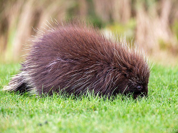 The original Maine "hair" force! This prickly local might not cuddle, but he's got style that would make any '80s rocker jealous.
