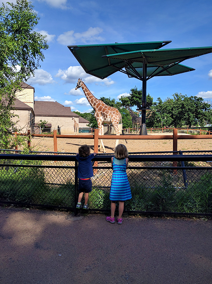 Who says you can't mix business with pleasure? These giraffes are working hard at being adorable while kids get a taste of wildlife.