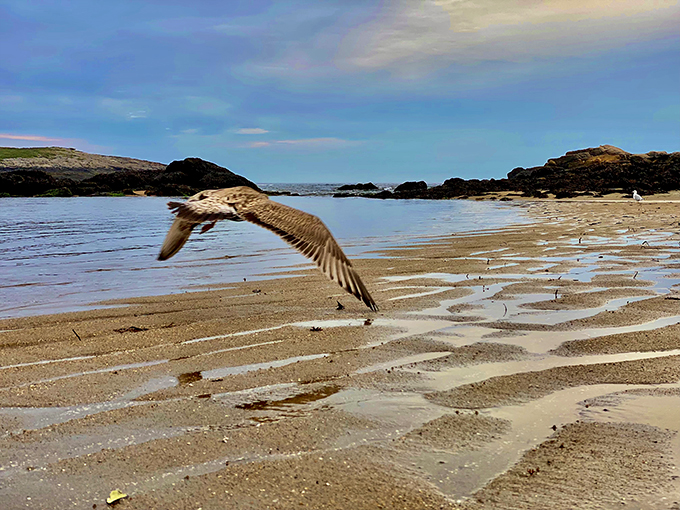 Talk about a photobomb! This feathered friend is giving us some serious 'Finding Nemo' seagull vibes. Mine? Mine? Mine?